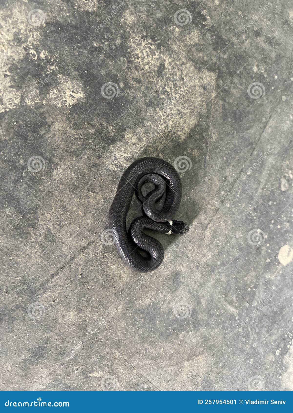 Snake stock image. Image of snake, ukraine, colubridae - 257954501