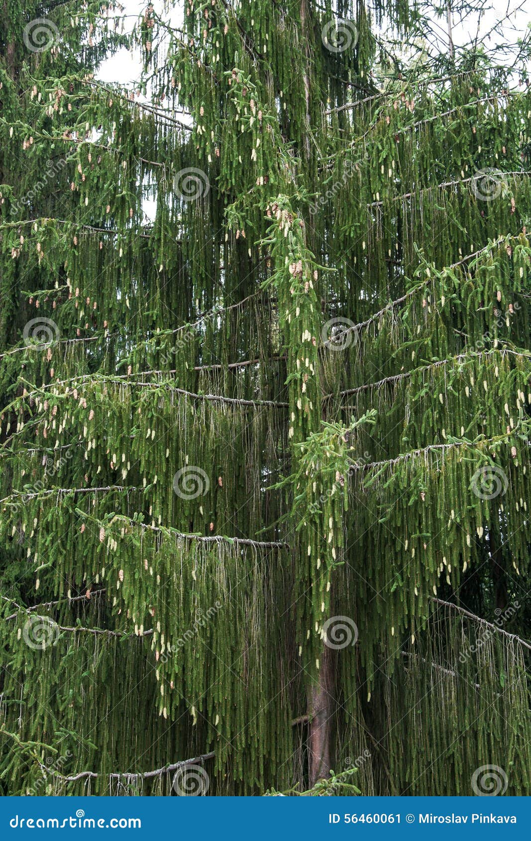 The Snakeâ€ Spruce Tree (Picea Abies Viminalis) Stock Image - Image of ...
