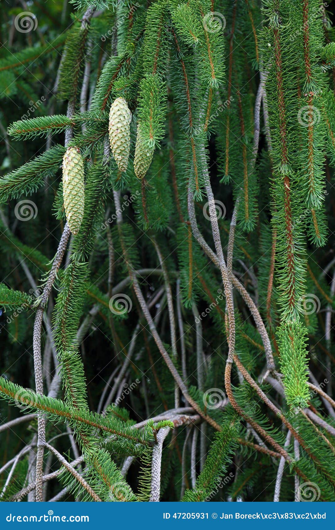 Snake spruce stock image. Image of forest, cone, trees - 47205931