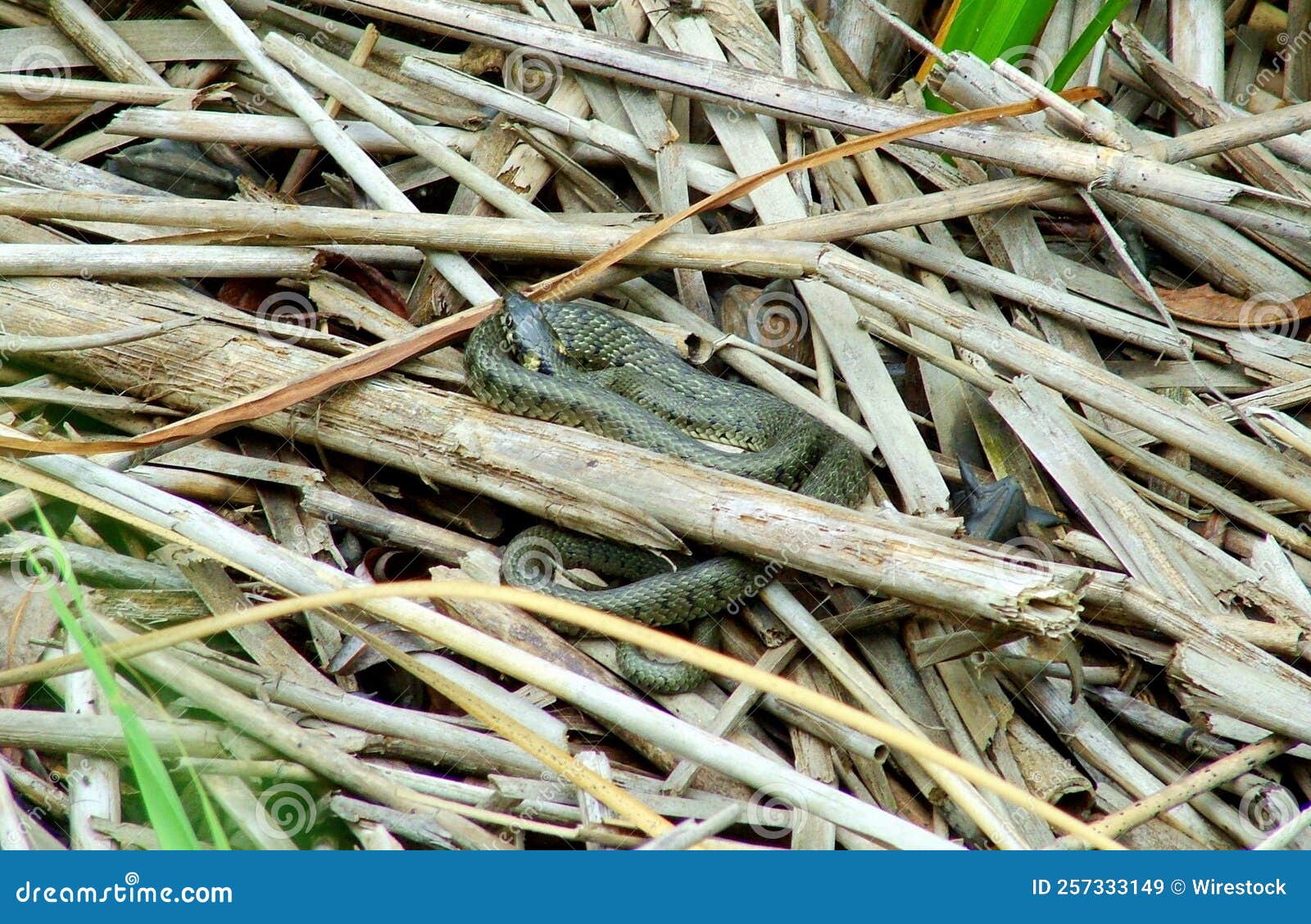 Snake in a Stack of Wood Pieces Stock Image - Image of background ...