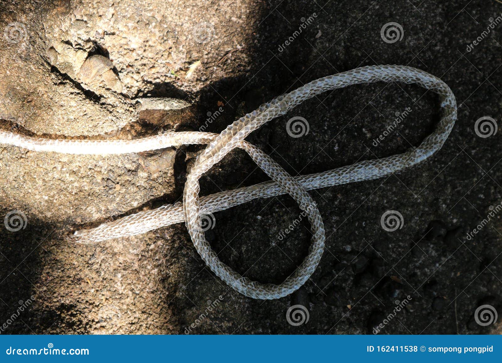 Snake Stains Animal Snake Texture Stone Nature Stock Photo - Image of ...