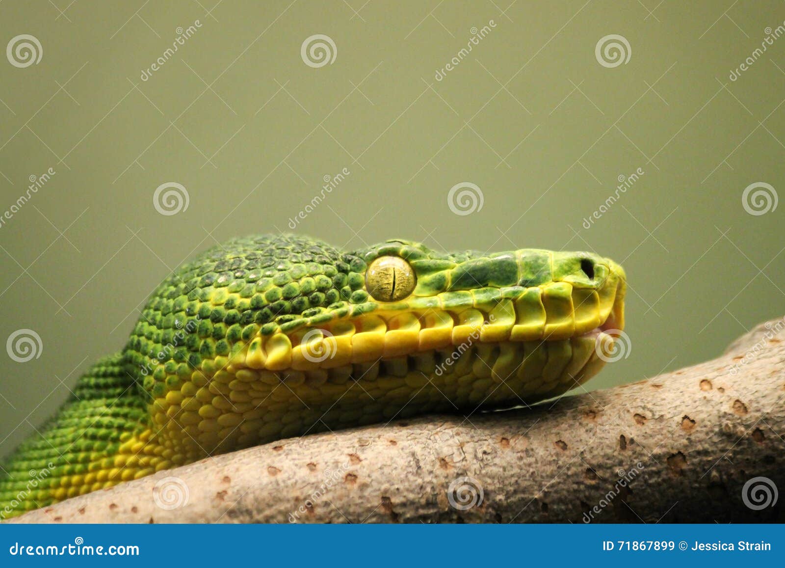 Snake Stare stock image. Image of lying, green, branch - 71867899