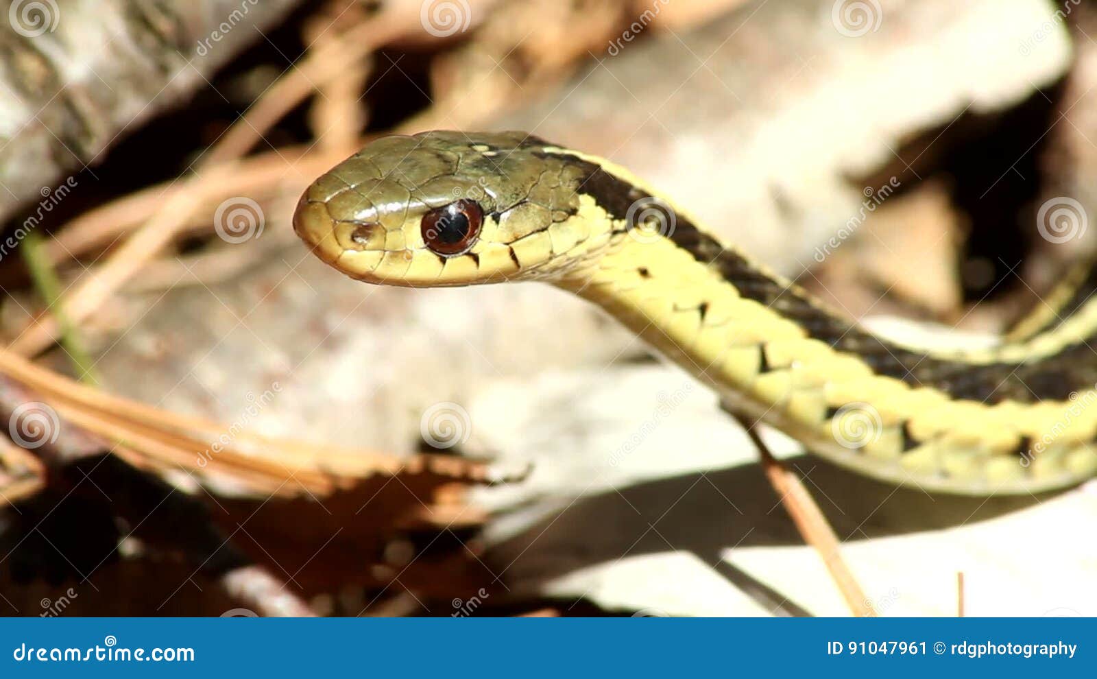 Snake Stare stock video. Video of staring, reptile, floor - 91047961