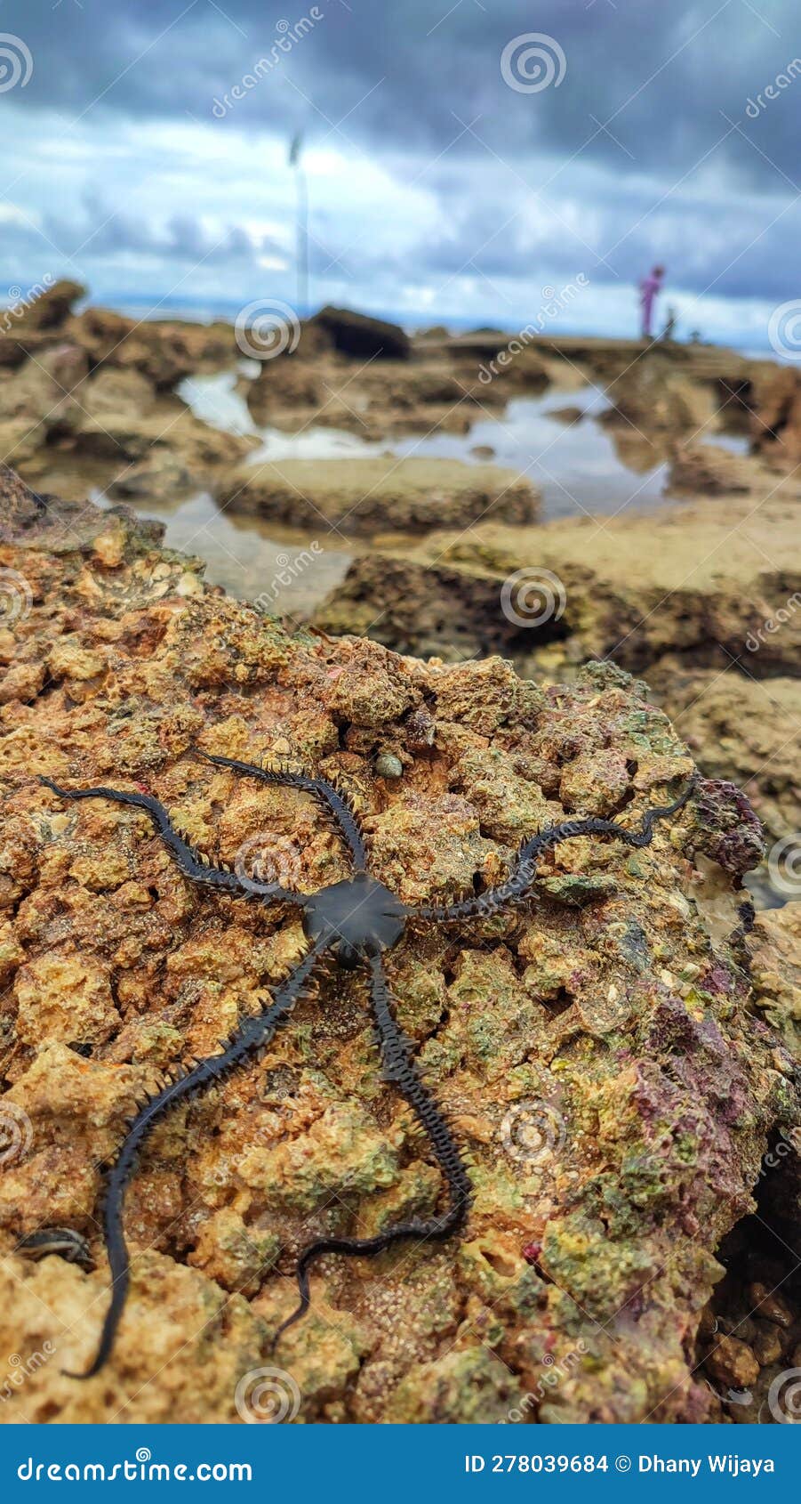 Snake starfish at beach stock photo. Image of wildlife - 278039684