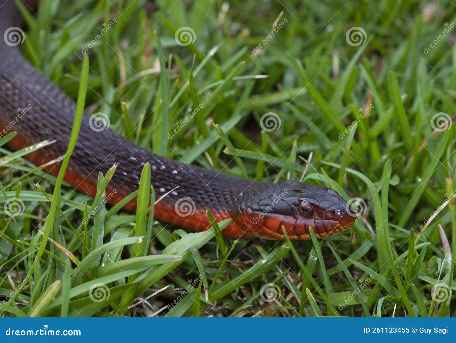 Snake Staring at the Camera Stock Image - Image of snake, slither ...