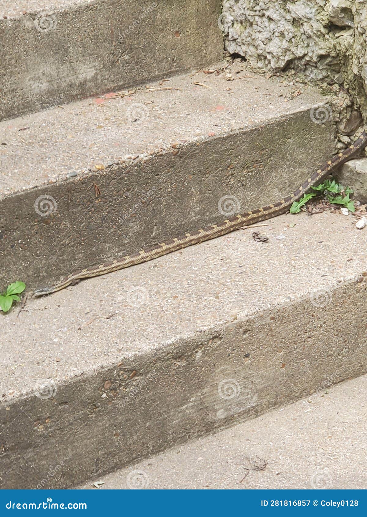 Snake on a step stock image. Image of animal, wildlife - 281816857