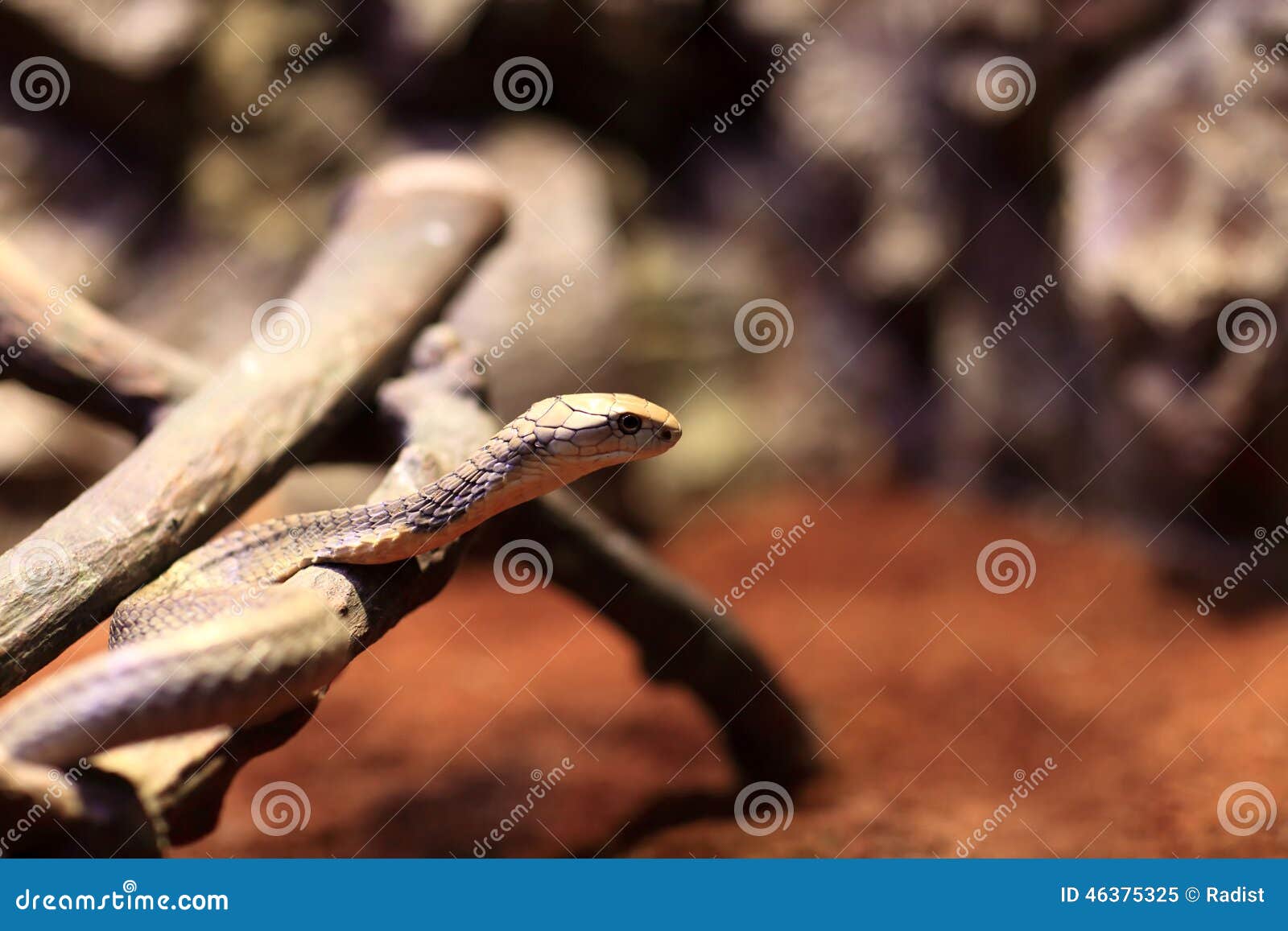 The snake on a stick stock image. Image of organism, colombian - 46375325