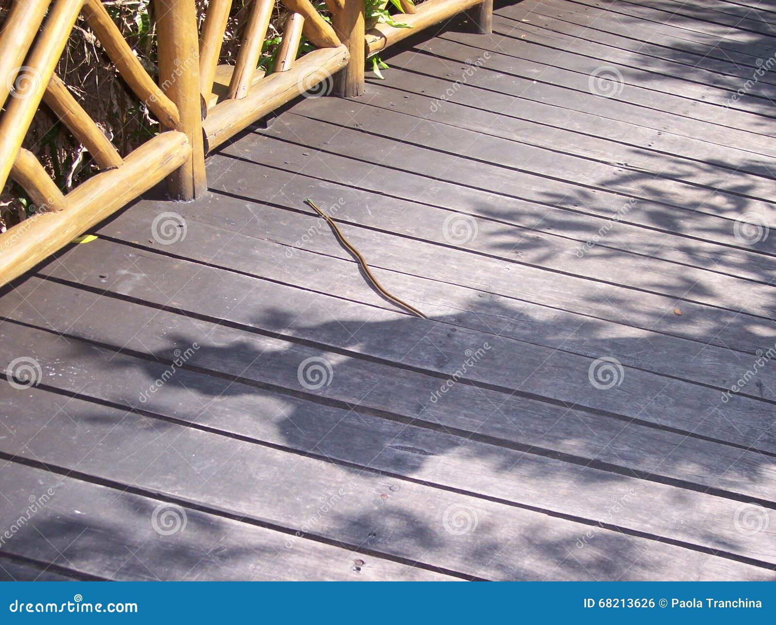 Snake Sticking Out Tongue In Hold In Left Hand, Blur Background Royalty ...