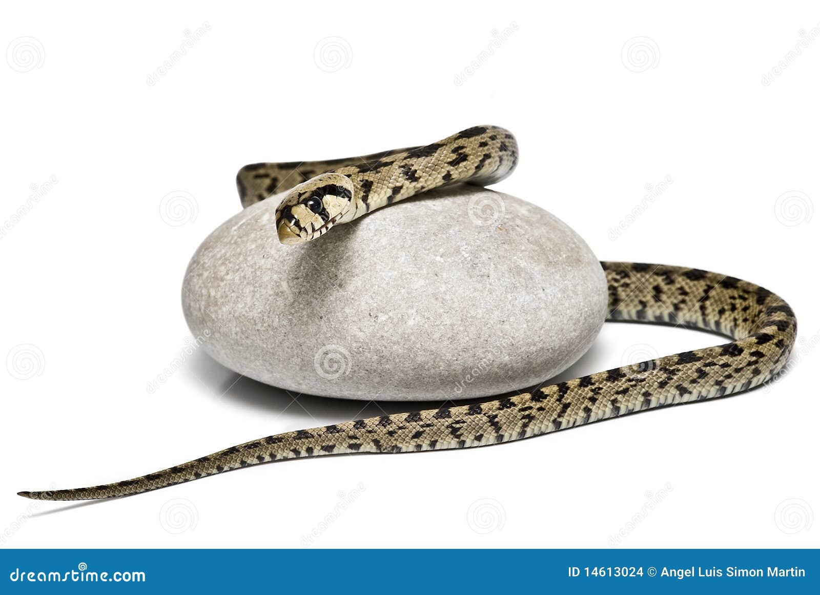 322 Poisonous Snake Stone Photos - Free & Royalty-Free Stock Photos ...