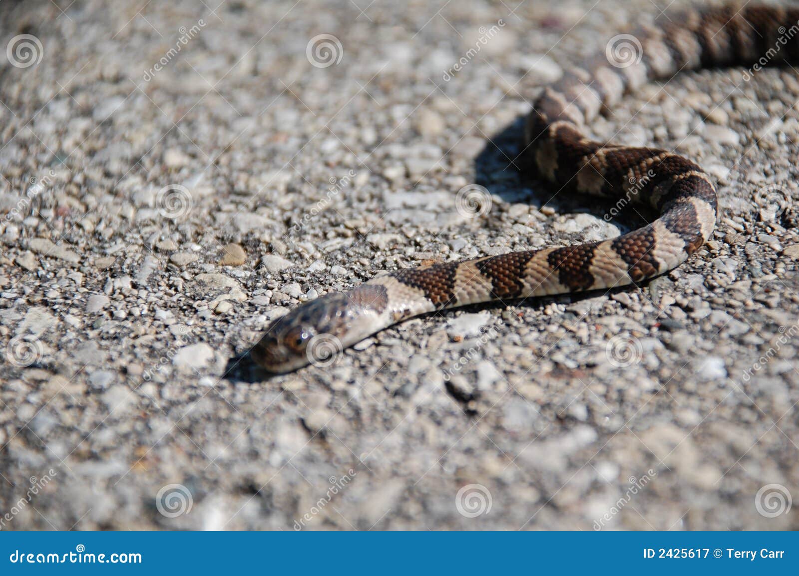 Snake on stones stock image. Image of resting, wildlife - 2425617