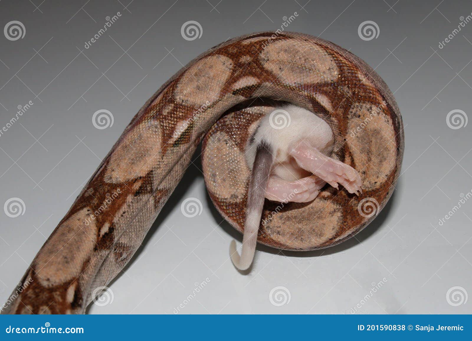 The Snake Strangles the Mouse Stock Photo - Image of white, food: 201590838