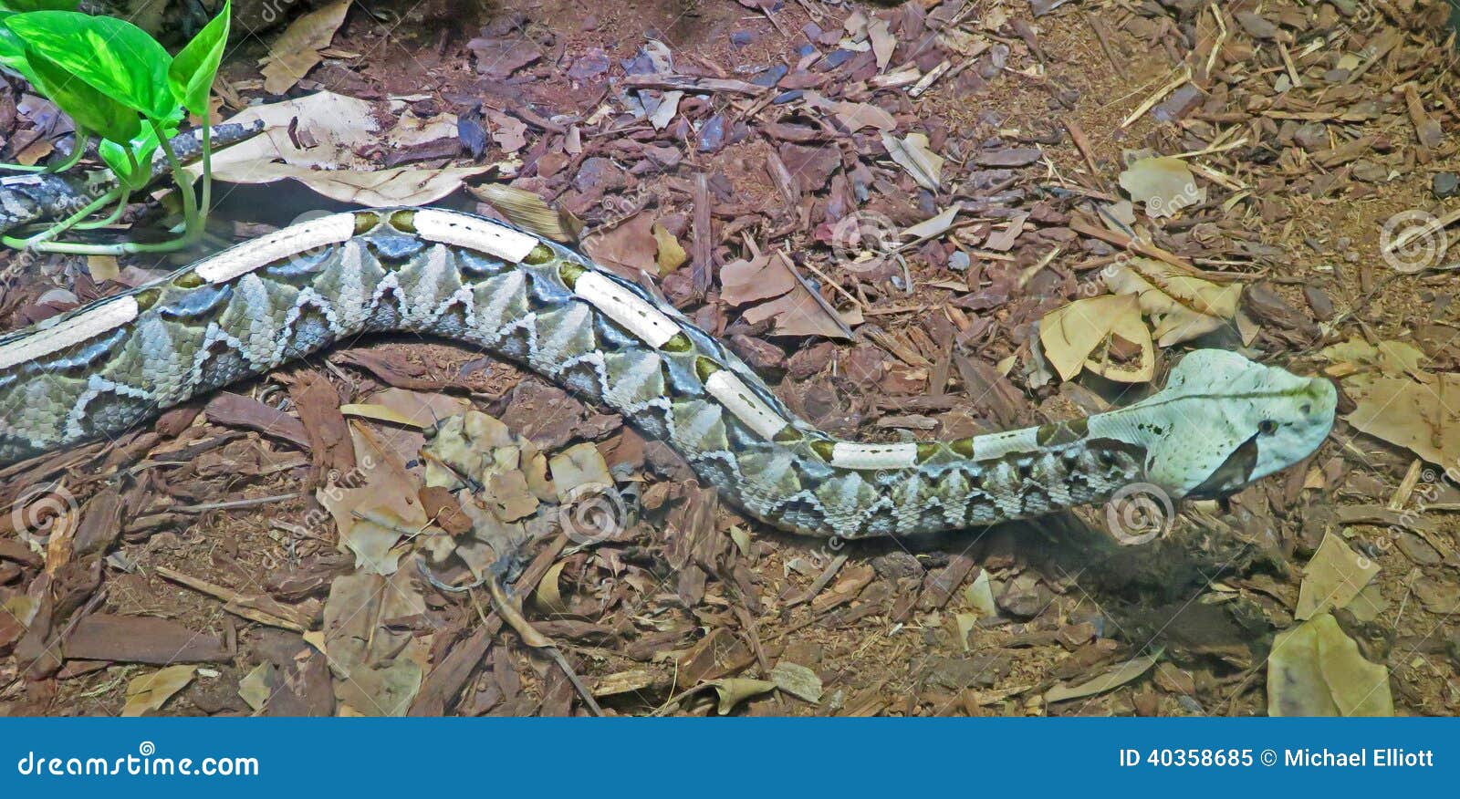 Snake stock image. Image of defense, closeup, leaf, buckskinman - 40358685