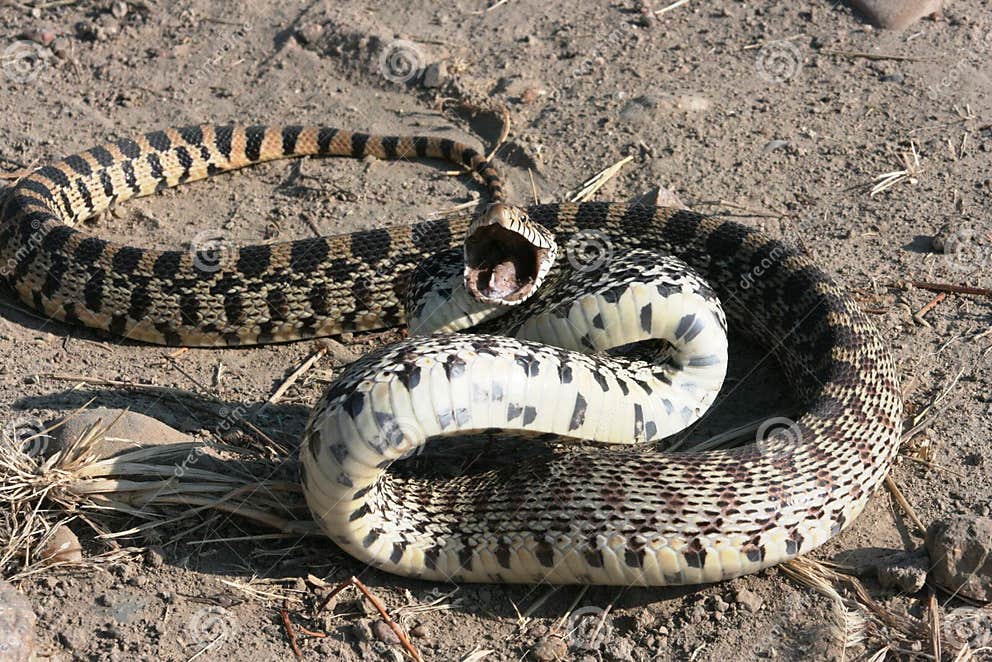 Snake striking stock image. Image of scary, watch, striking - 10902329