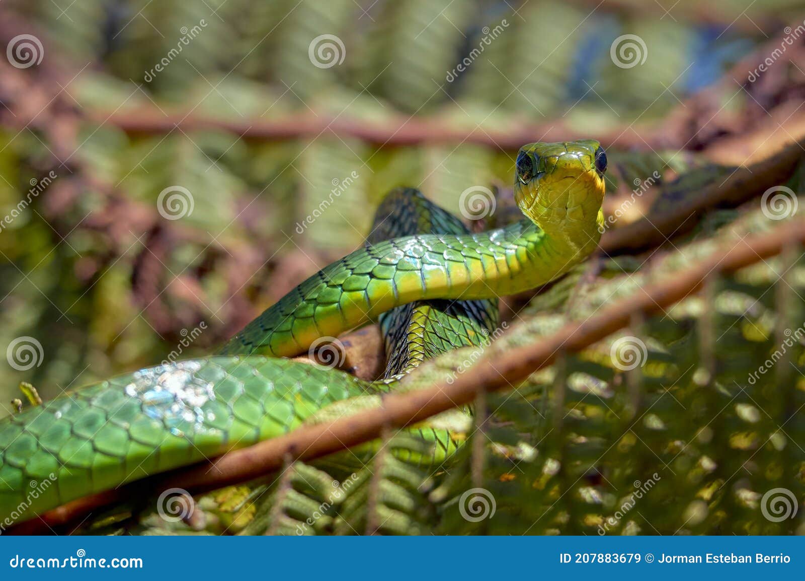 Snake sunbathing on a fern stock image. Image of sipo - 207883679