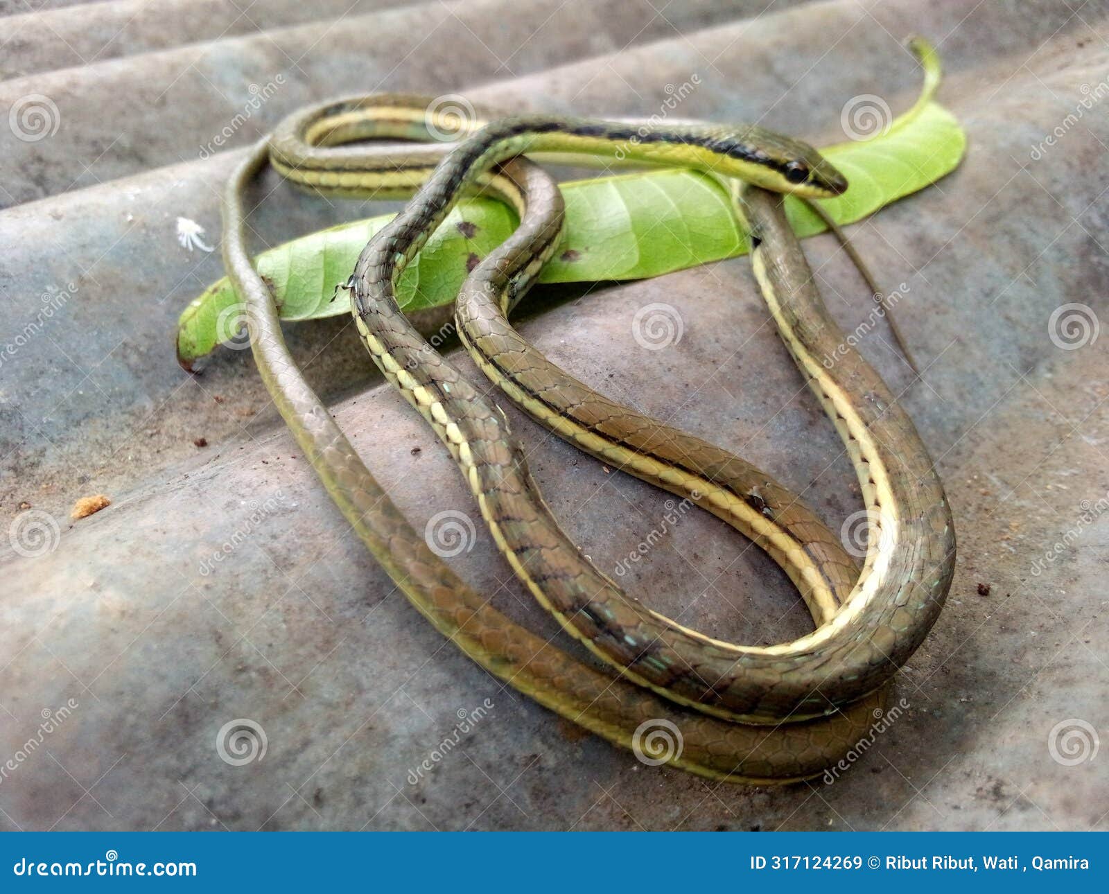 Snake sunbathing stock image. Image of fanged, predatory - 317124269