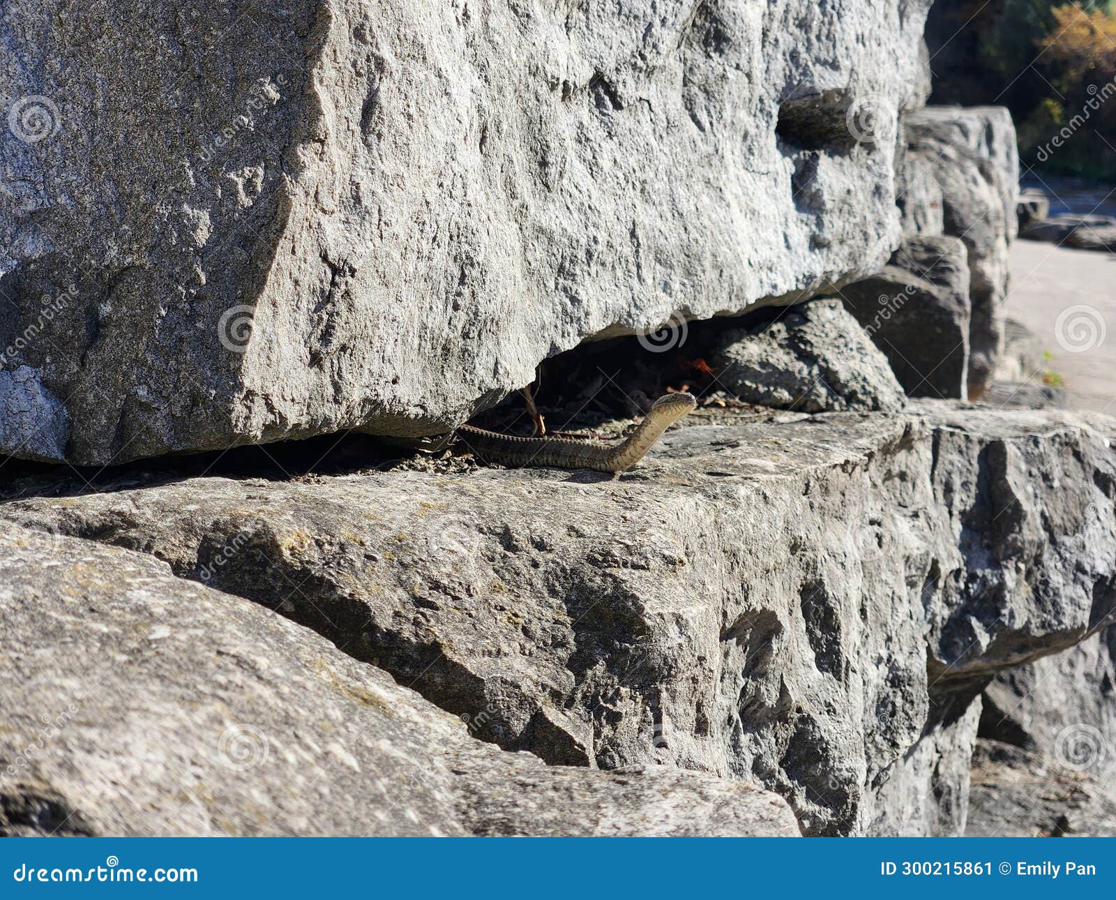 Snake Sunbathing in the Sun Stock Image - Image of rock, ruins: 300215861