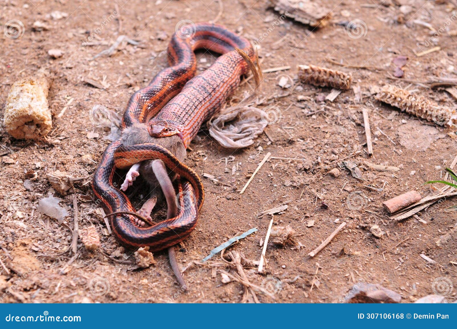 The Snake is Swallow Brown House Mouse Stock Photo - Image of wild ...