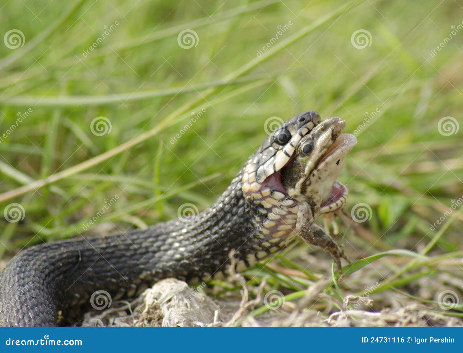 Snake swallowing frog stock photo. Image of feeds, hungry - 24731116