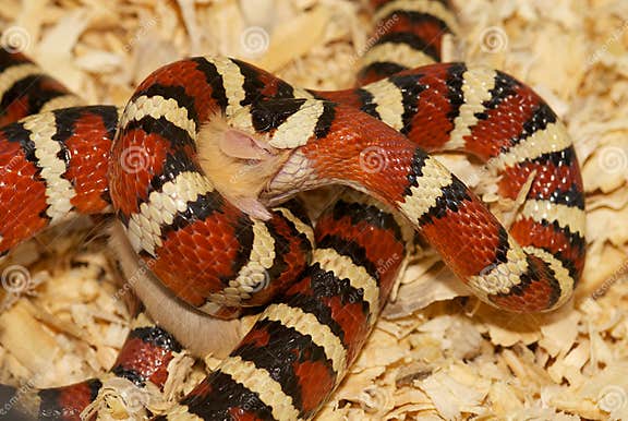 Snake Swallowing a Mouse stock image. Image of yellow - 17183593
