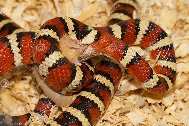 Snake Swallowing a Mouse stock image. Image of yellow - 17183593