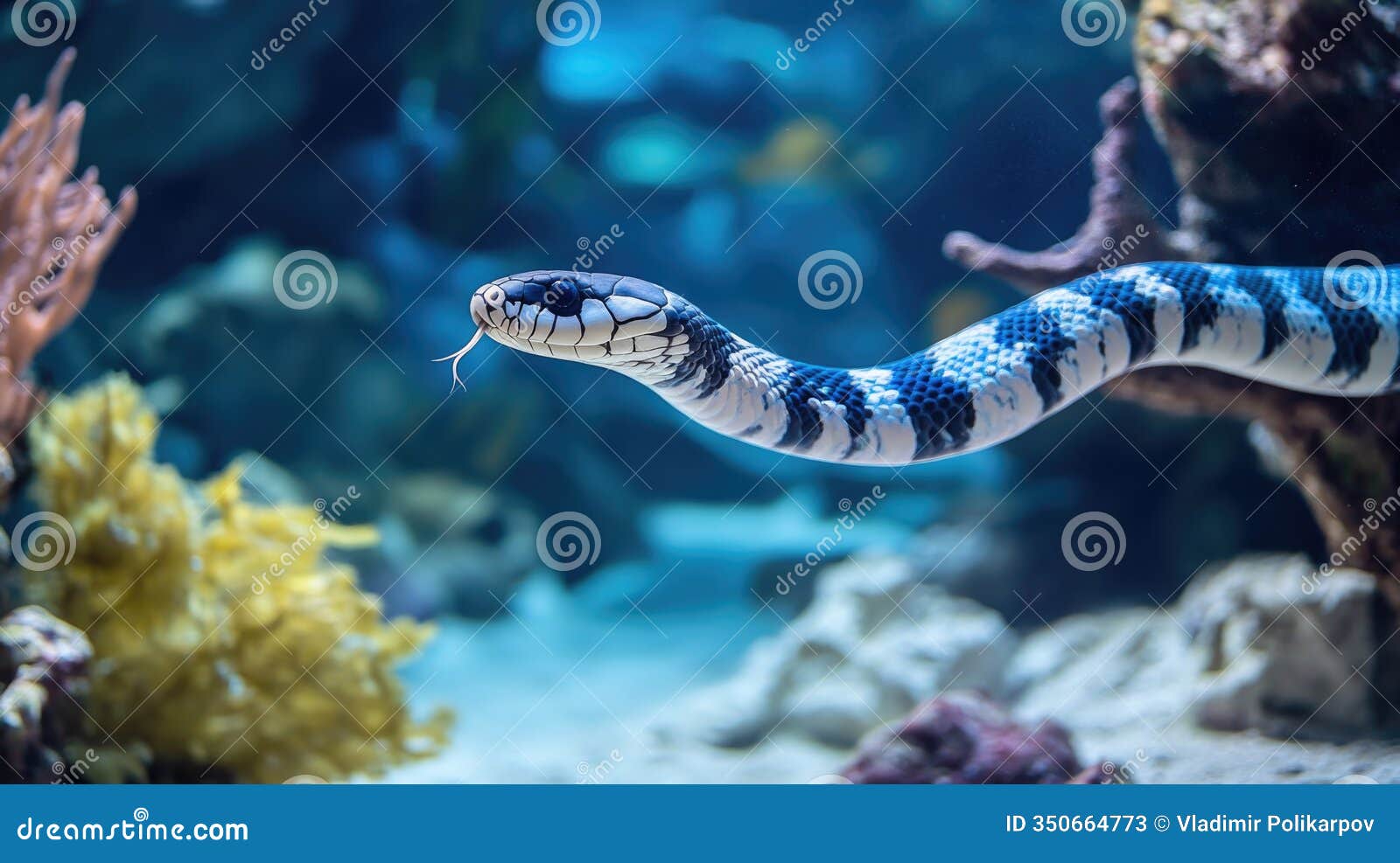 Snake Swimming in an Aquarium with Blue and White Background Stock ...