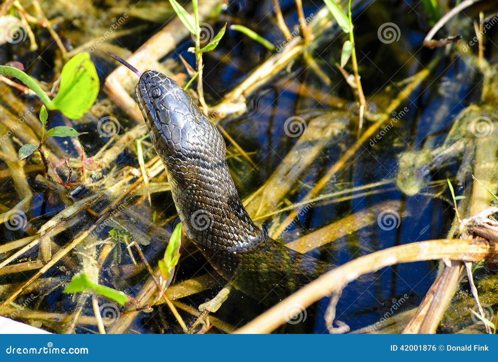 Snake stock photo. Image of snake, wetlands, tongue, marsh - 42001876