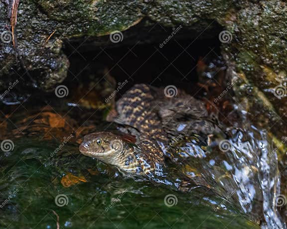 Snake swimming in water stock image. Image of water - 282013691
