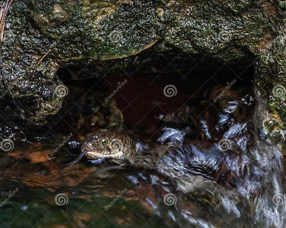 Snake swimming in water stock photo. Image of animal - 282013696