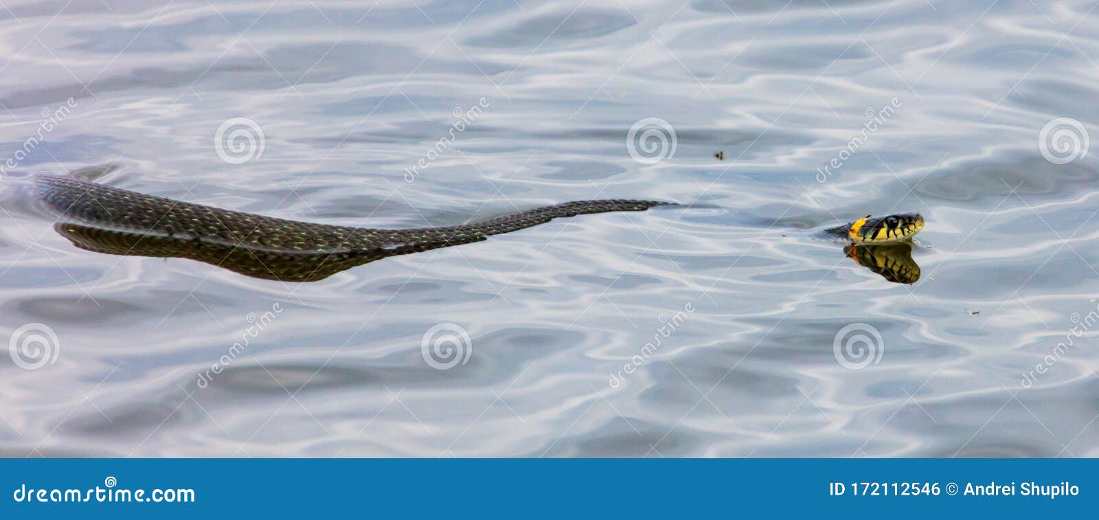 A Snake Swims in the Expanse of Water Stock Photo - Image of lake, wave ...
