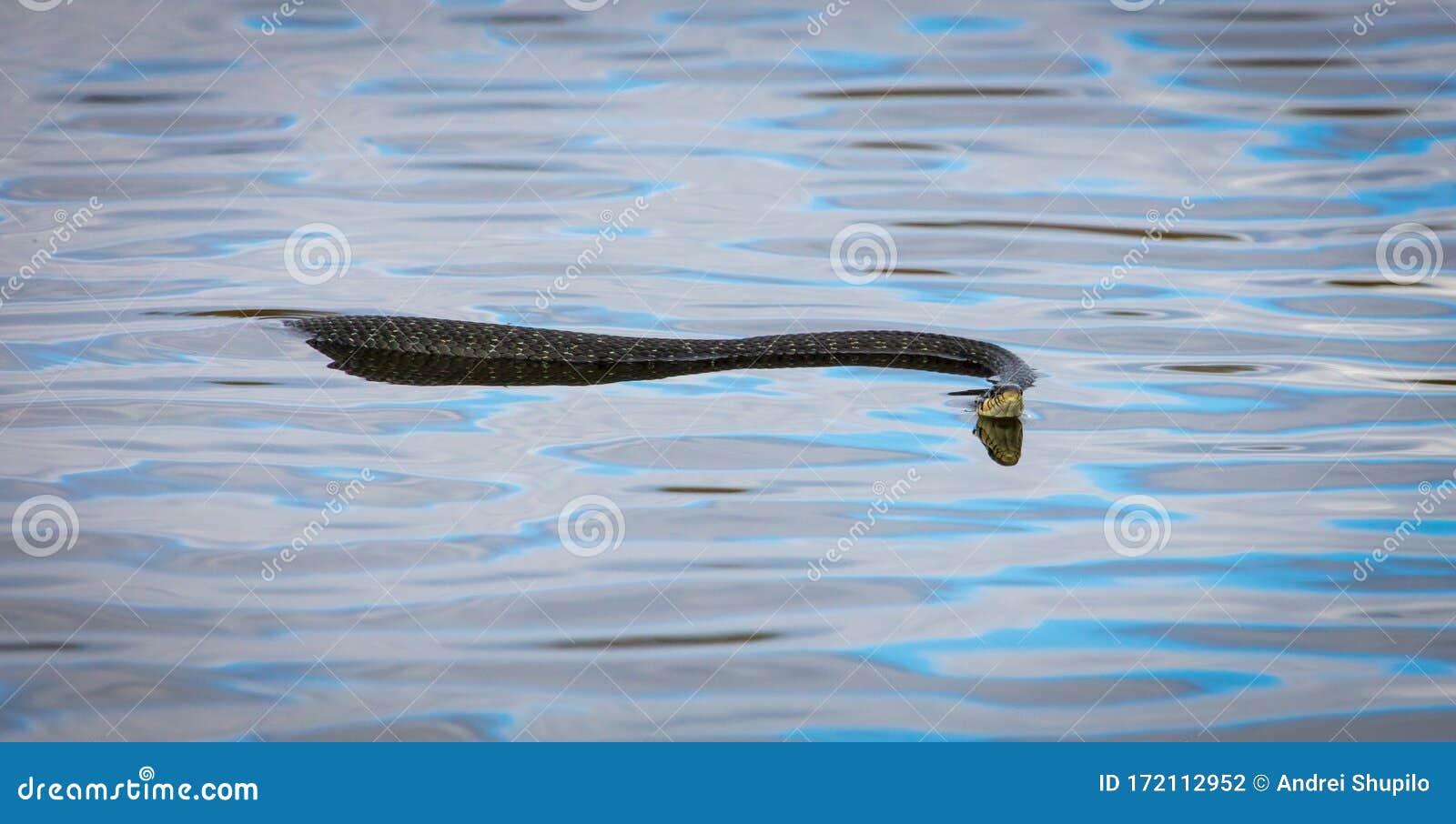 A Snake Swims in the Expanse of Water Stock Photo - Image of pond, long ...