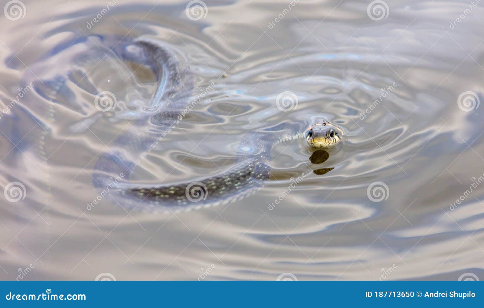 A Snake Swims in the Expanse of Water Stock Photo - Image of ripple ...