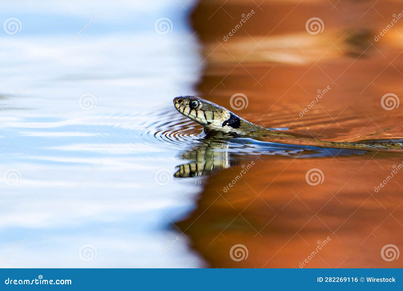 Snake Swims Gracefully through a Tranquil Body of Still Water Stock ...