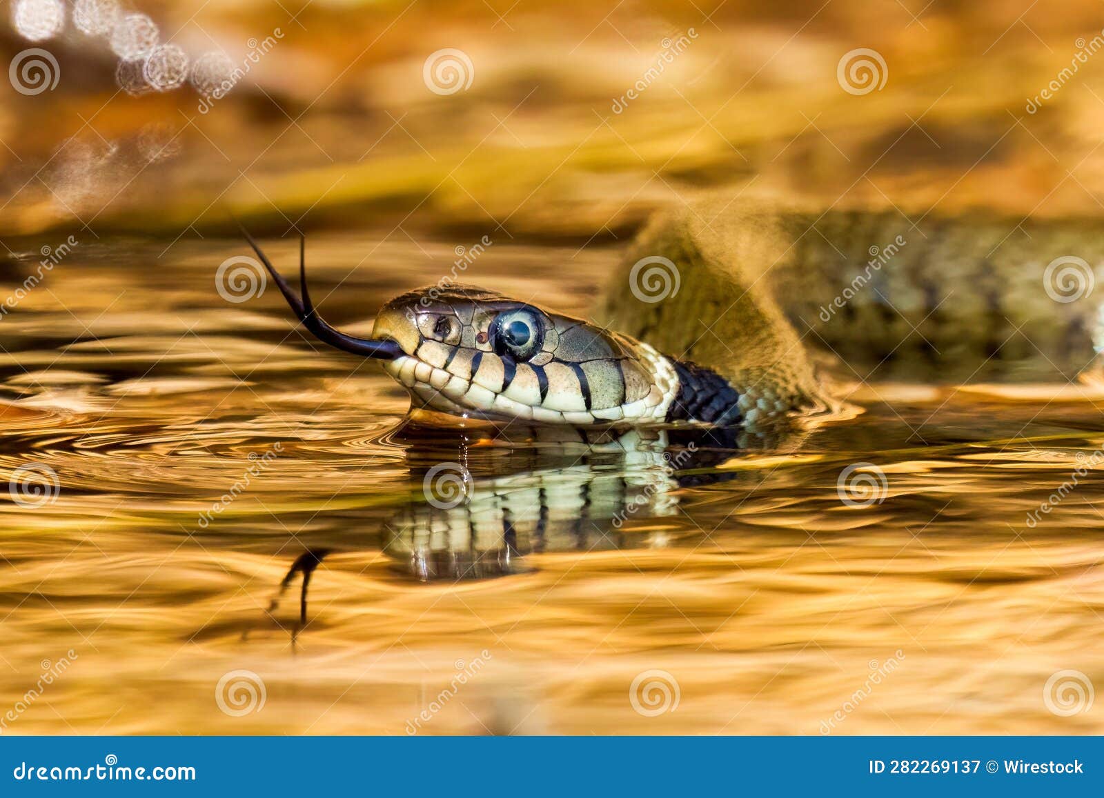 Snake Swims Gracefully through a Tranquil Body of Still Water Stock ...