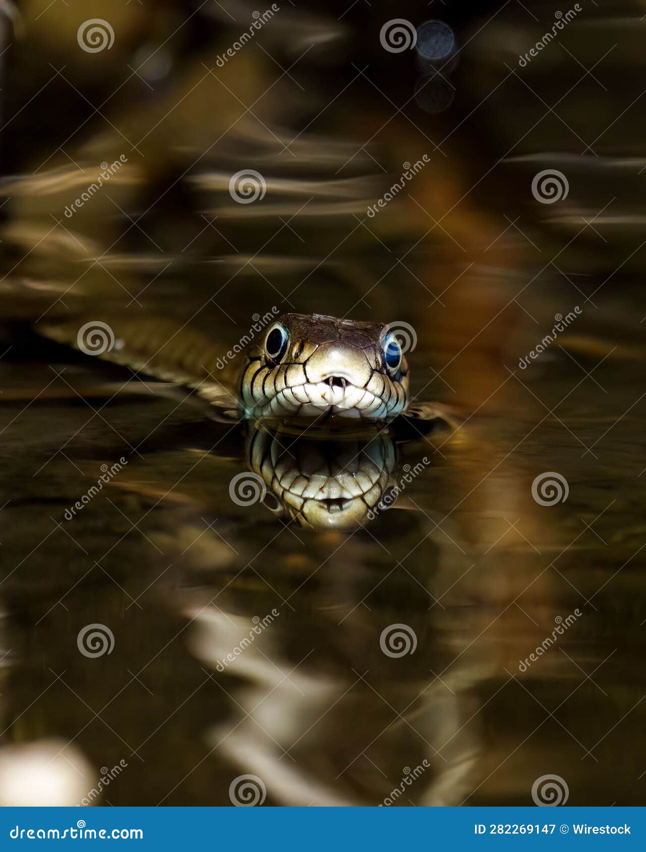 Snake Swims Gracefully through a Tranquil Body of Still Water Stock ...