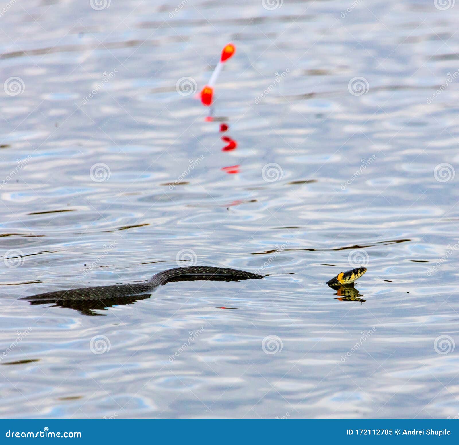 A Snake Swims Near the Float Stock Image - Image of danger, animal ...