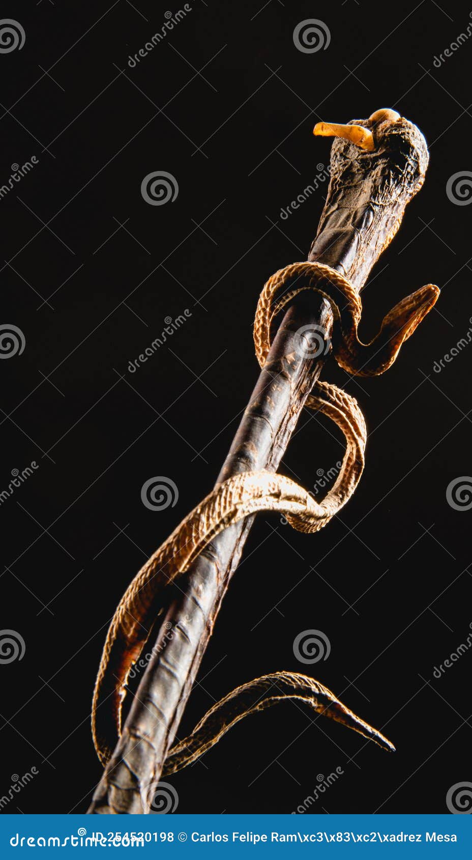 Snake on sword and wood stock photo. Image of insolated - 254520198