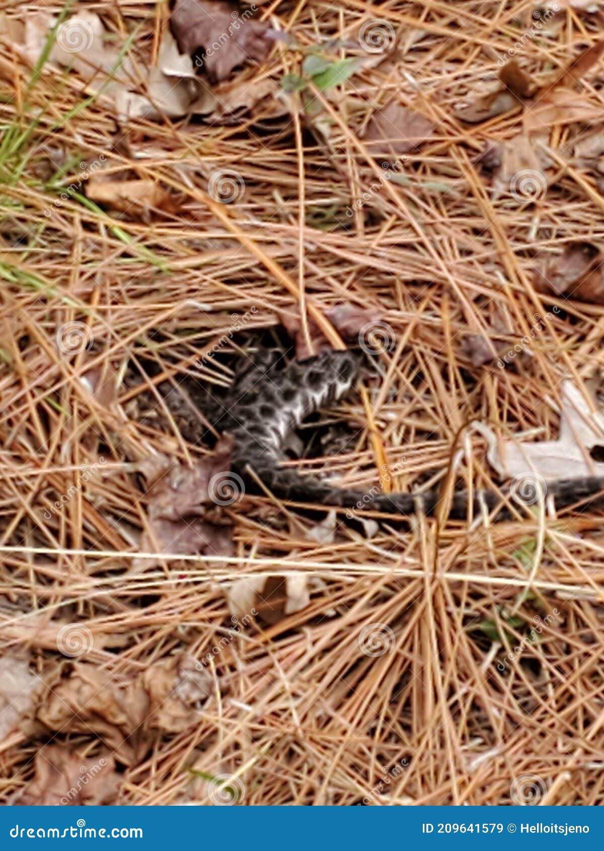 Snake tail in pine needles stock image. Image of animal - 209641579