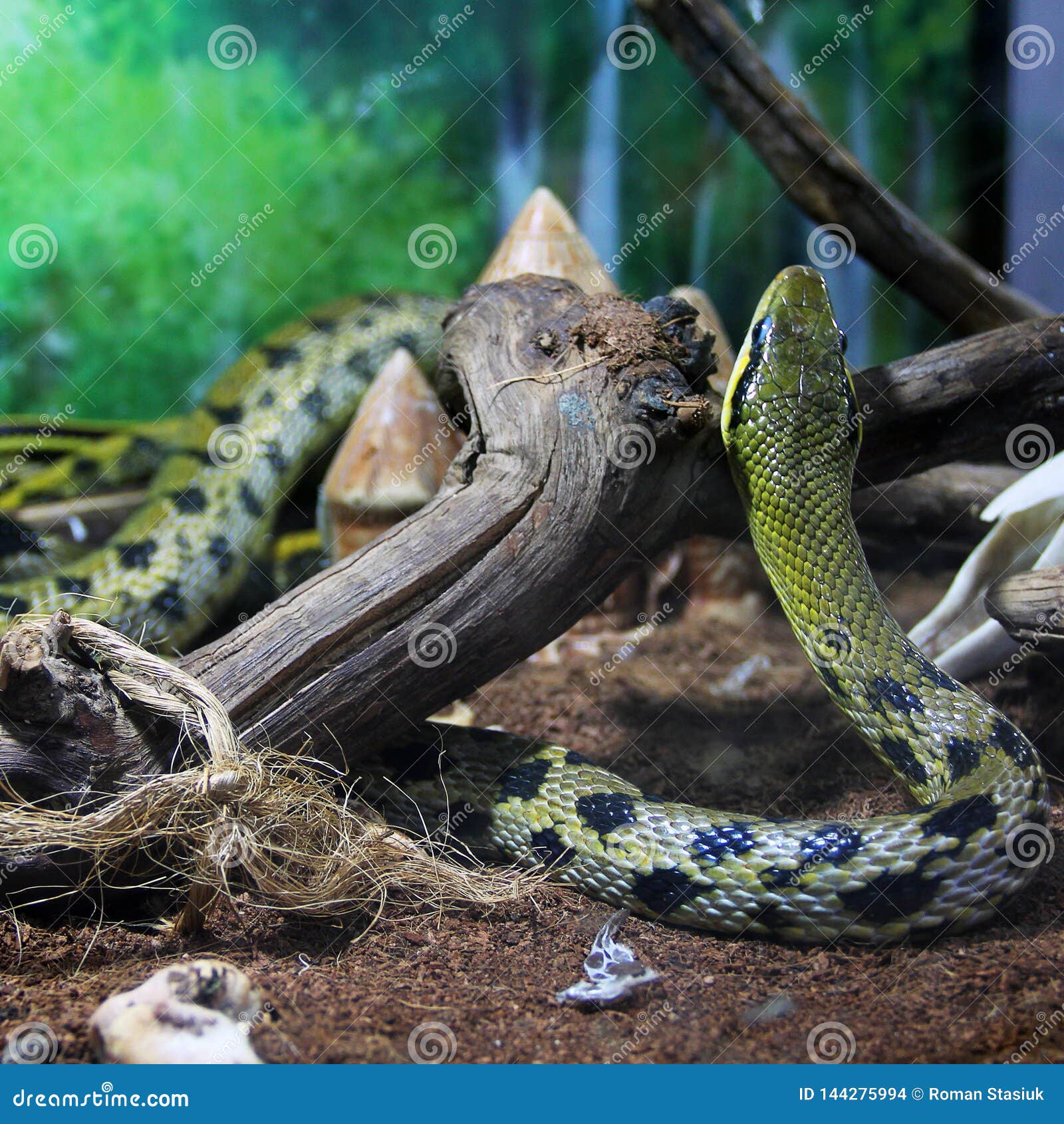 Snake in the terrarium stock photo. Image of cobra, king - 144275994