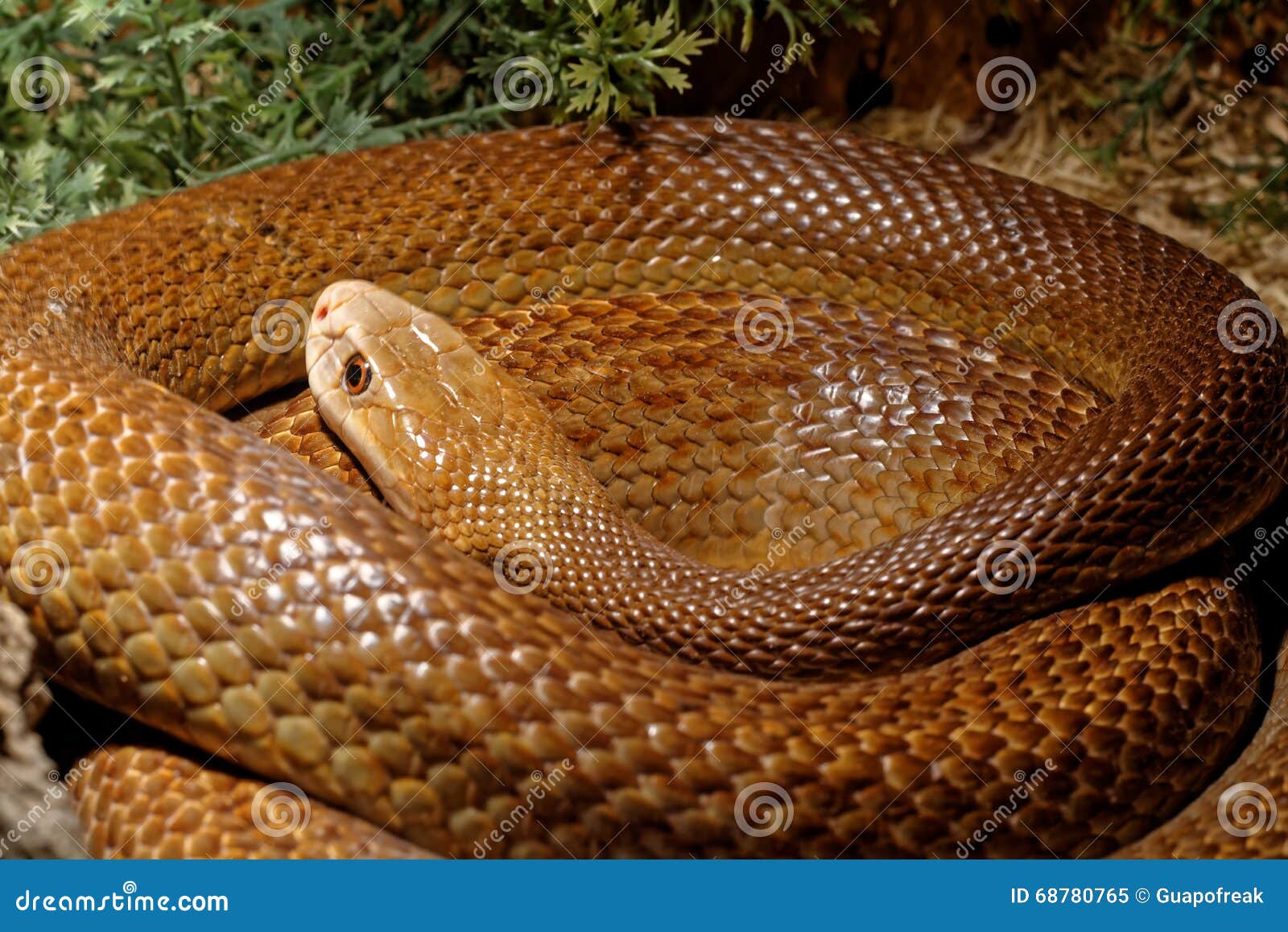 Snake in the Terrarium - Coastal Taipan Stock Image - Image of ...