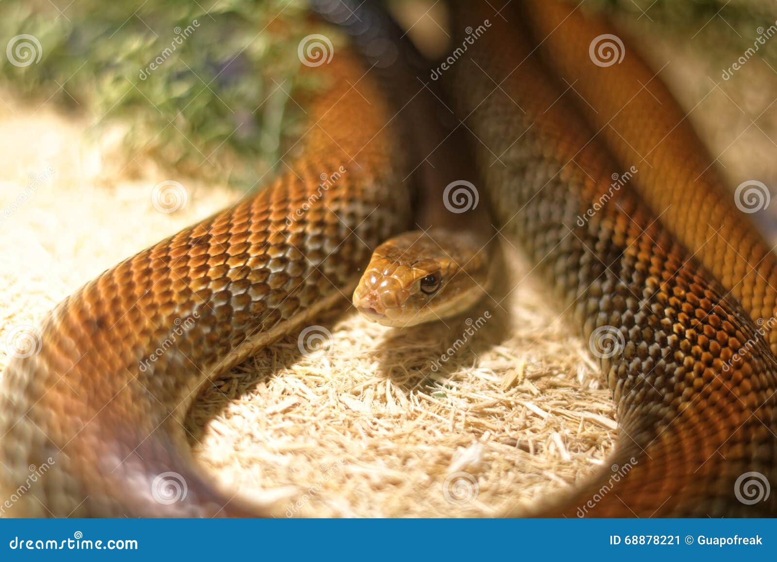 Snake in the Terrarium - Coastal Taipan Stock Image - Image of ...
