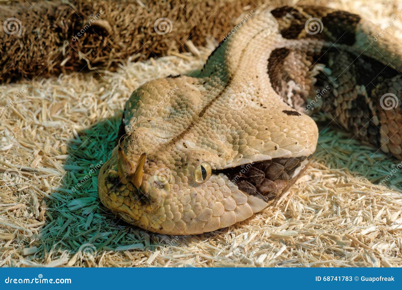 Snake in the Terrarium - Gaboon Viper Stock Image - Image of fear ...