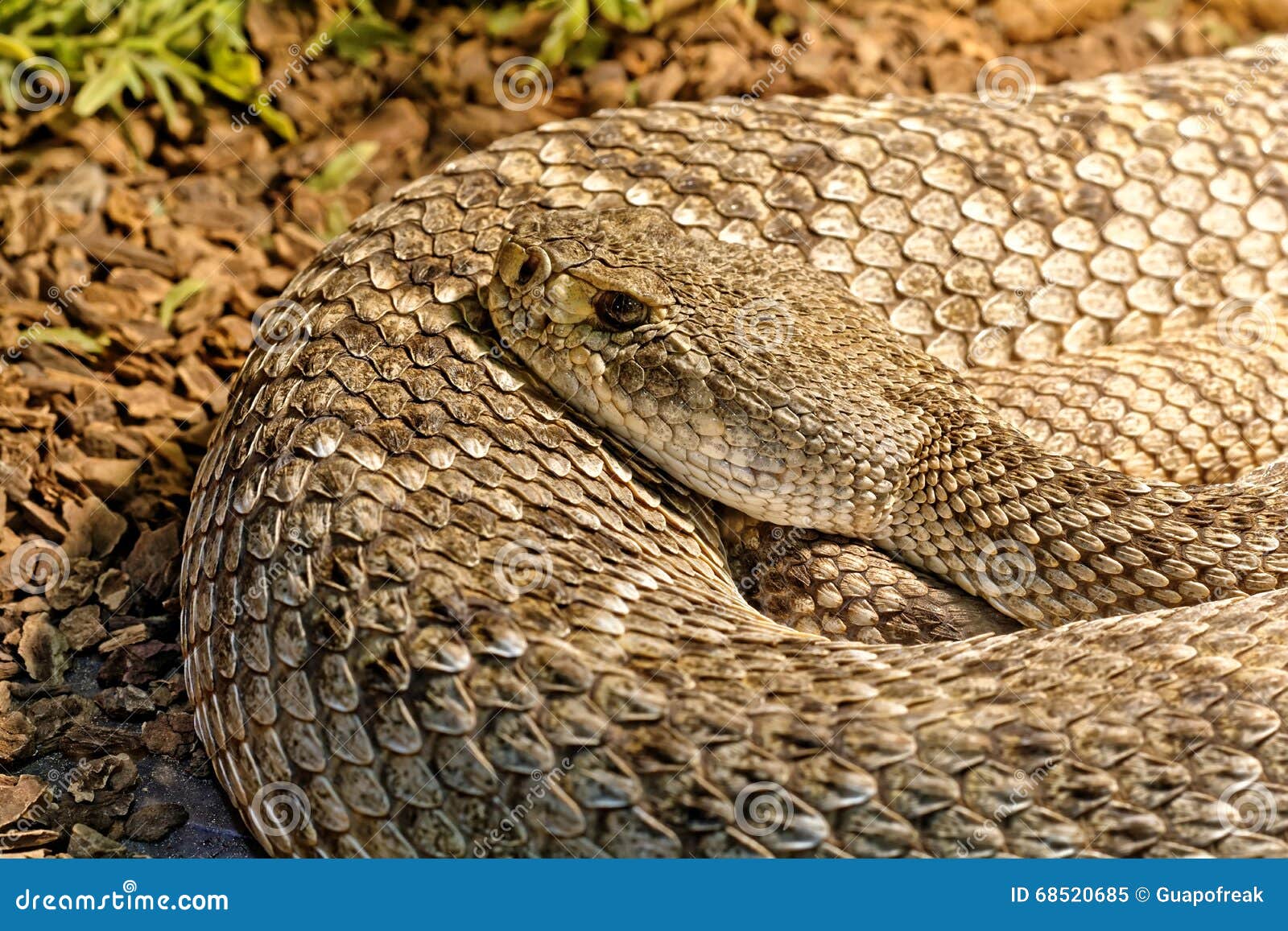 Snake in the Terrarium - Levantine Viper Stock Image - Image of bite ...