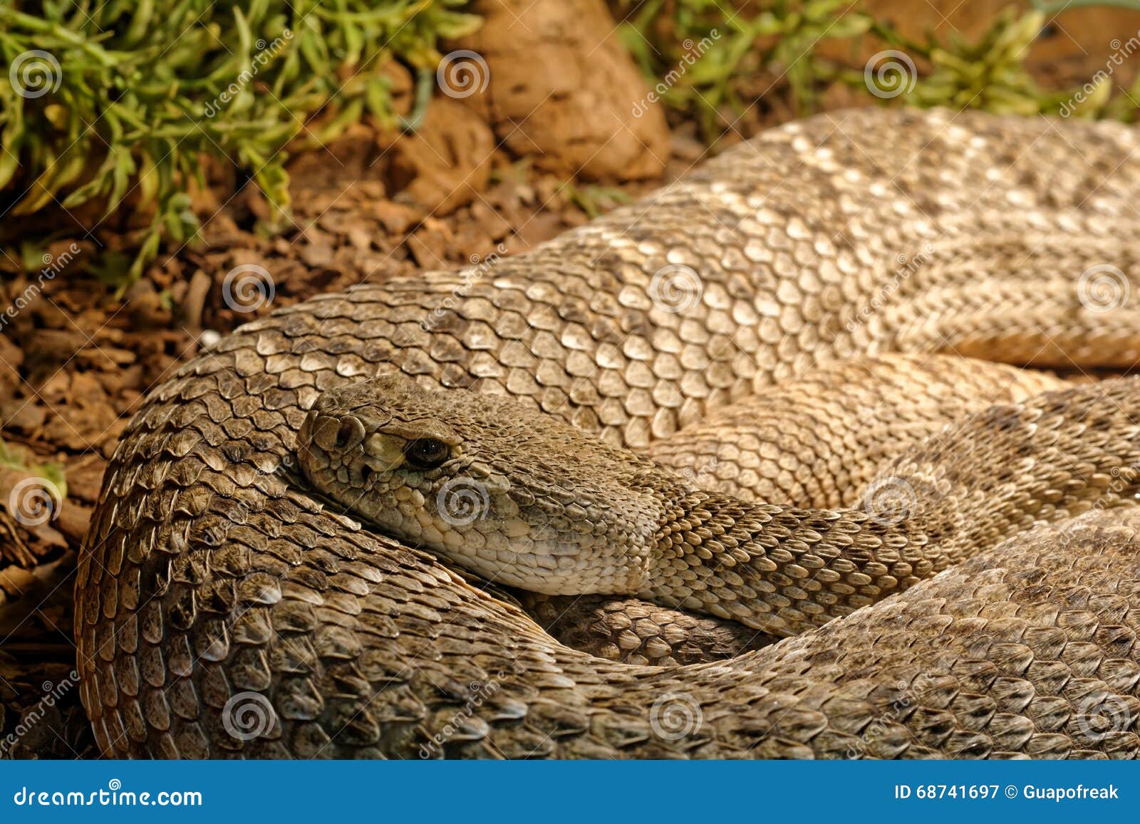 Snake in the Terrarium - Levantine Viper Stock Image - Image of bite ...