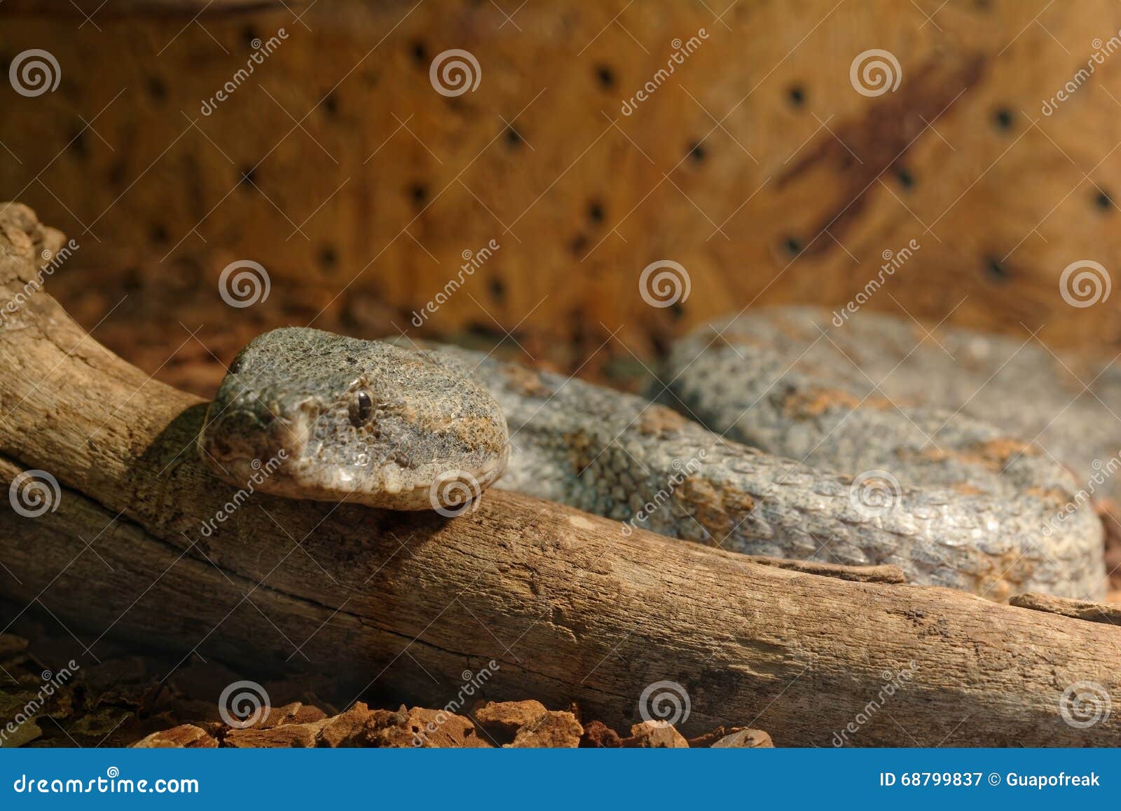 Snake in the Terrarium - Levantine Viper Stock Image - Image of bite ...