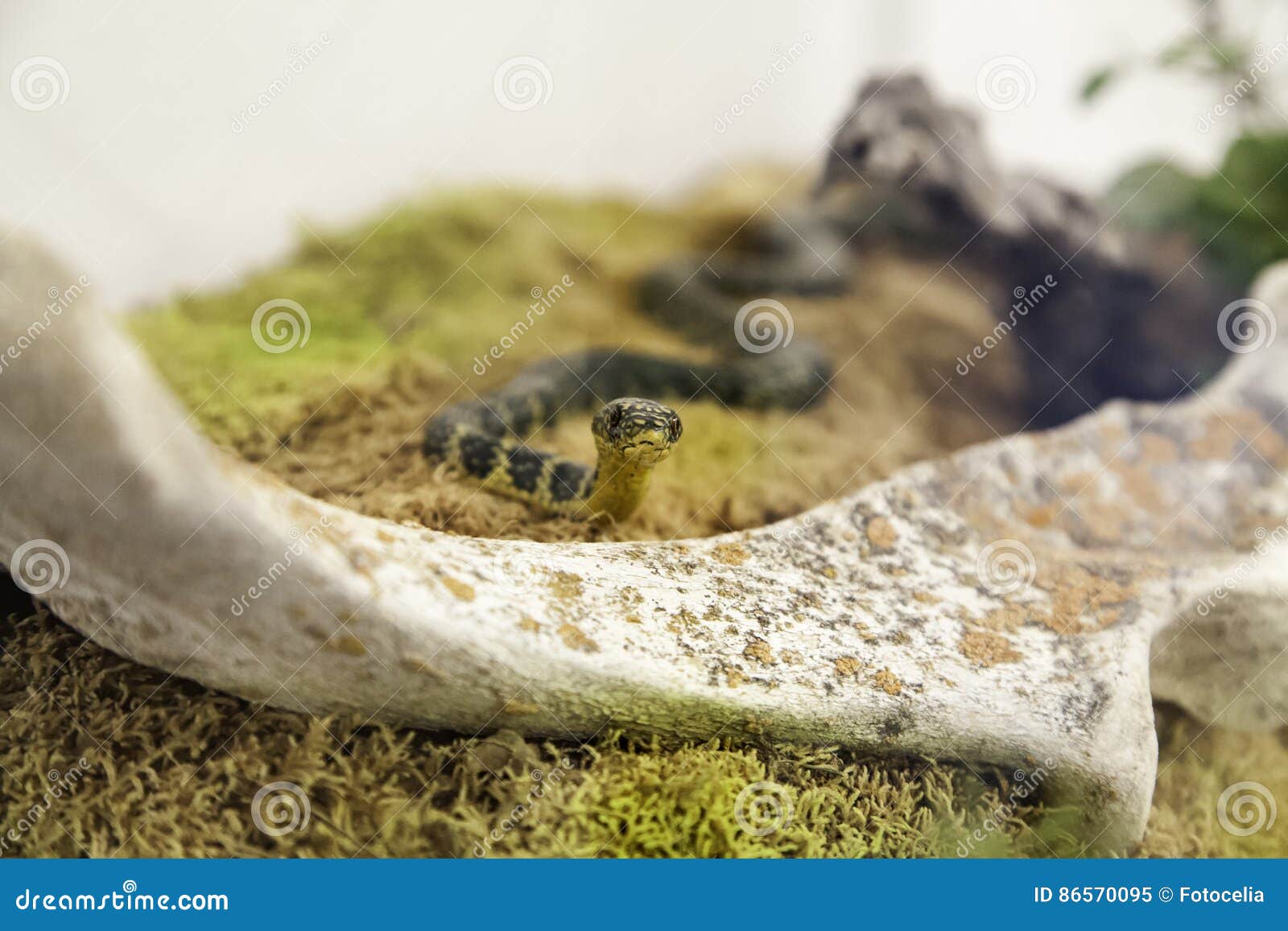 Snake in terrarium stock image. Image of skin, jungle - 86570095