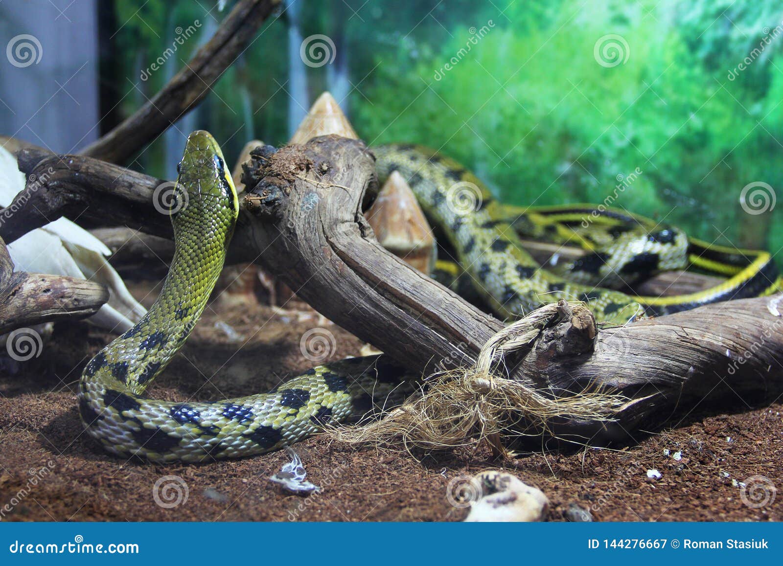 Snake in the terrarium stock image. Image of garter - 144276667