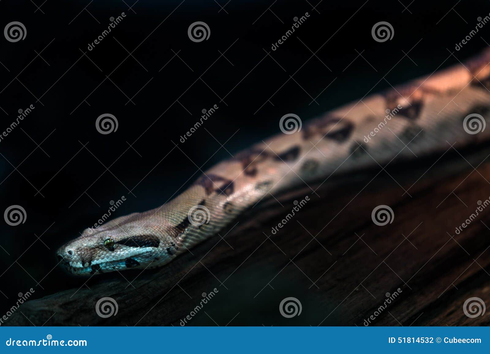 Snake in terrarium stock photo. Image of ofidio, handbag - 51814532