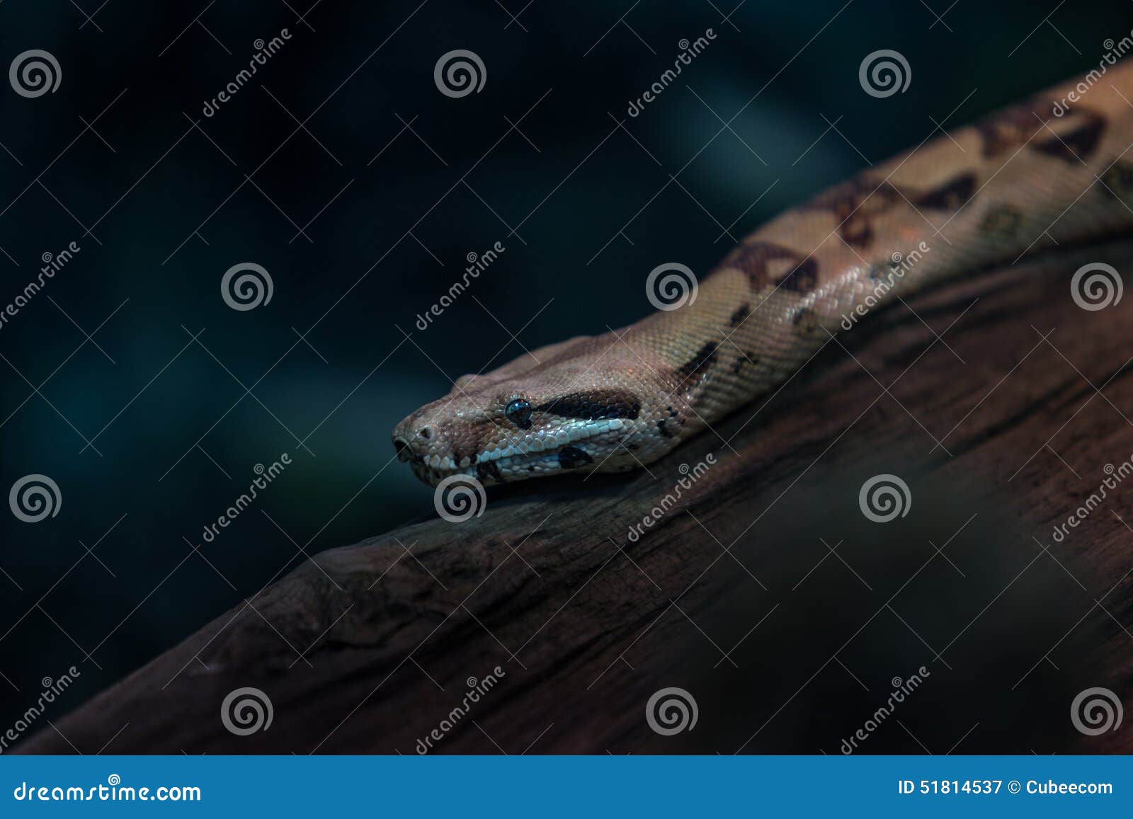 Snake in terrarium stock image. Image of constrict, conservation - 51814537