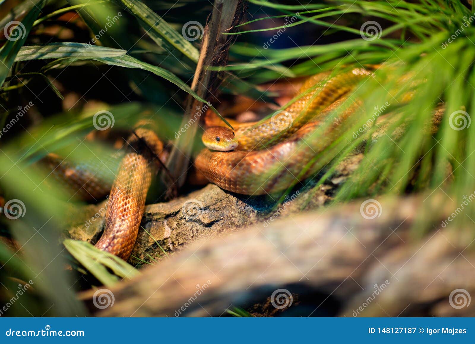 Snake at a terrarium stock image. Image of deep, life - 148127187