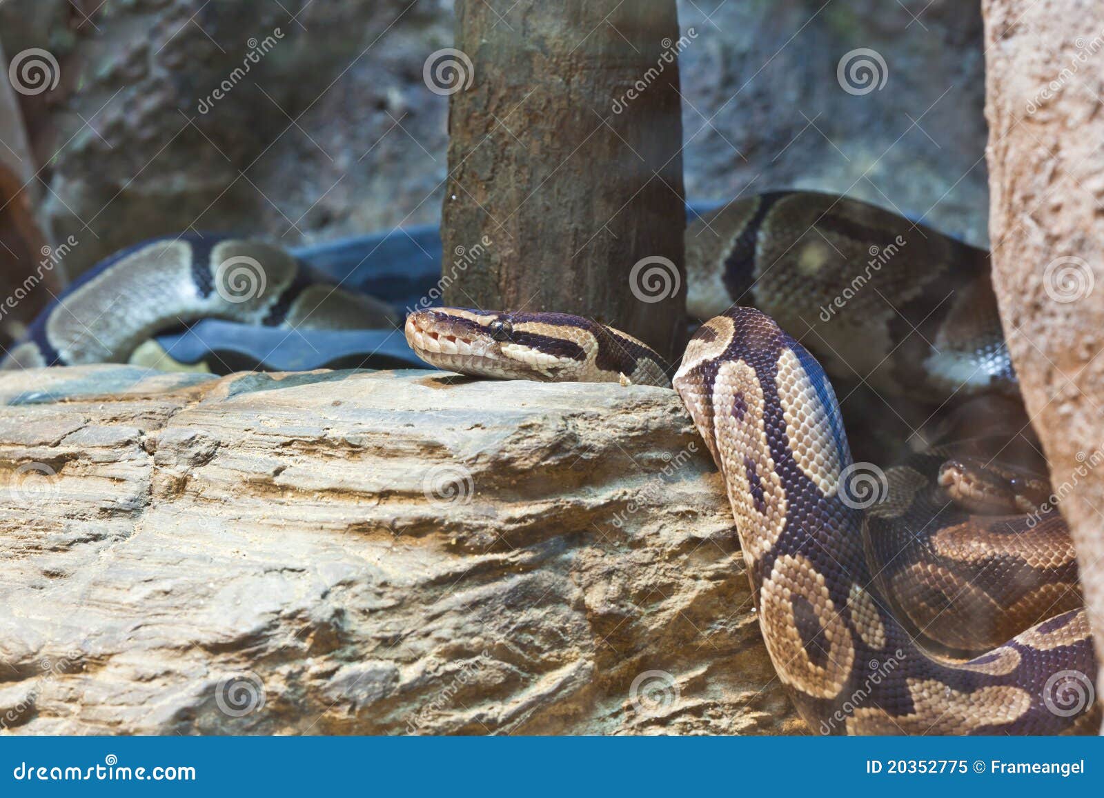 Snake,Thai Python stock image. Image of constrictor, fork - 20352775